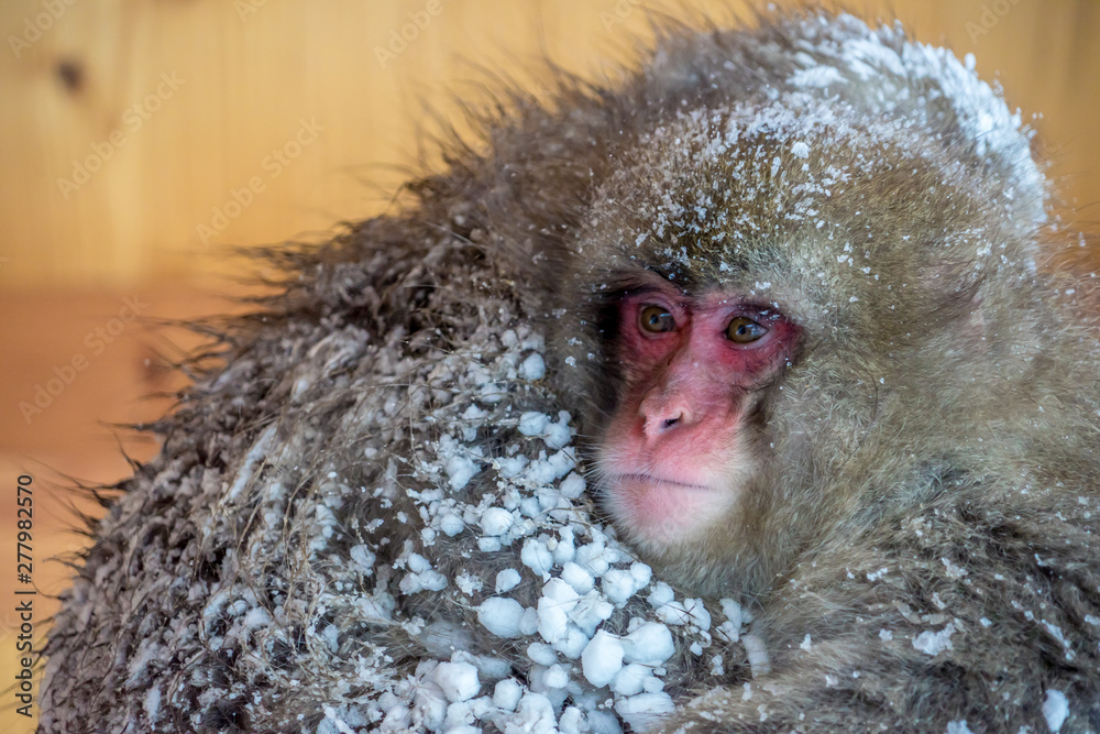 Zdjęcie bez tantiem: Two snow monkeys (Japanese Macaques) shivers and ...