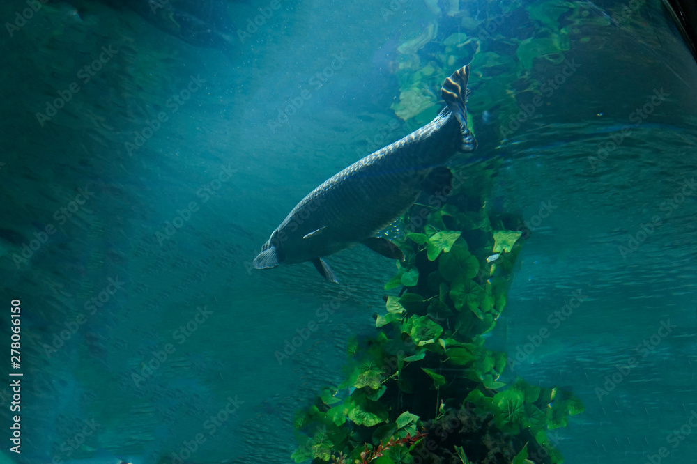 Freshwater fish species,Freshwater fish tank,Freshwater fish names ...