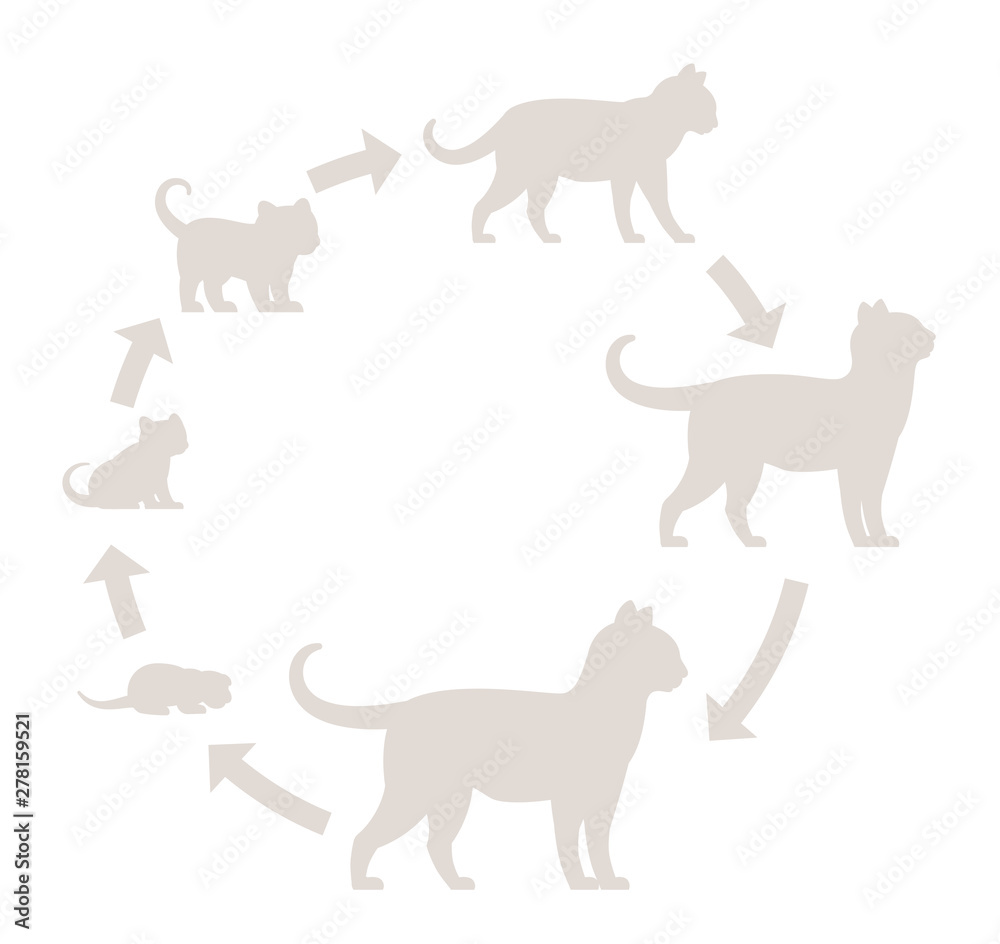 Round stages of cat growth silhouette set. From kitten to adult cat ...