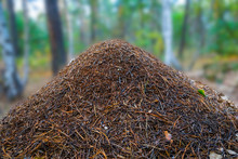 Anthill Free Stock Photo - Public Domain Pictures