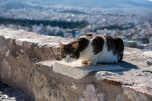 Cat Relaxing In Athens Free Stock Photo - Public Domain Pictures