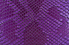 Purple Snake # 1 Free Stock Photo - Public Domain Pictures
