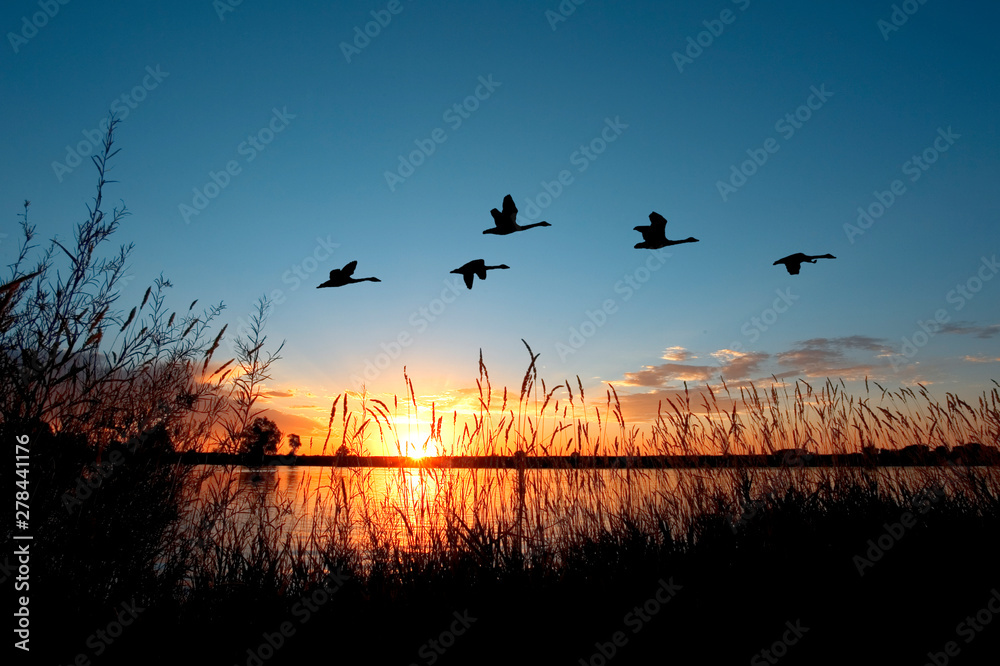 Geese flying over a beautiful sunset. Stock Photo | Adobe Stock