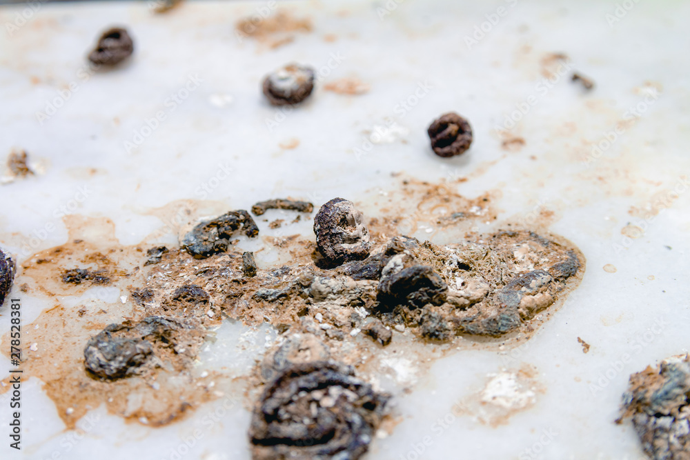 Pigeon droppings on the windowsill Stock Photo | Adobe Stock