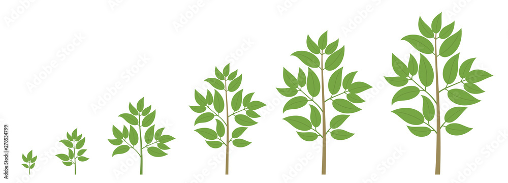 Tree growth stages. Ripening period progression. Tree life cycle ...