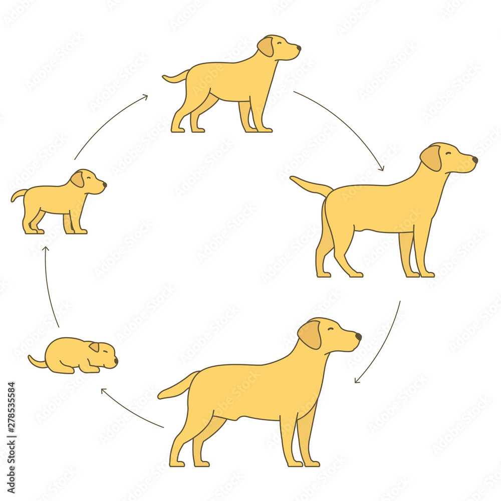 Round stages of dog growth set. From puppy to adult dog development ...