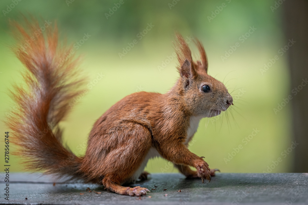 Red squirrel walking (profile view) Stock Photo | Adobe Stock