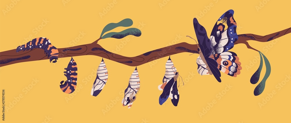 Butterfly development stages - caterpillar larva, pupa, imago. Life ...