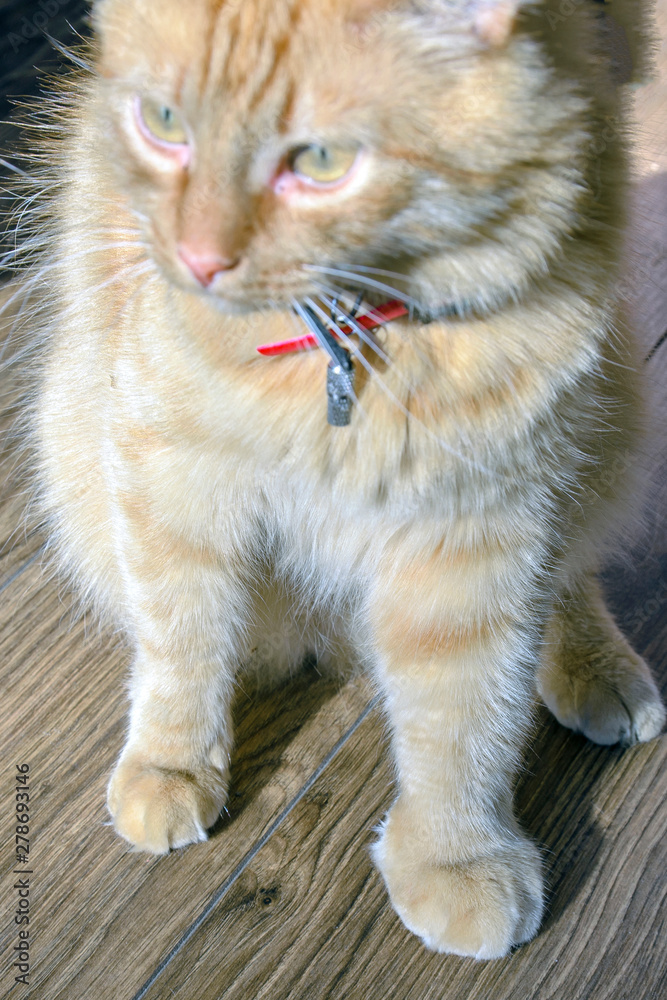 adult big red cat, the cat is very sore front paw, swollen paw because ...