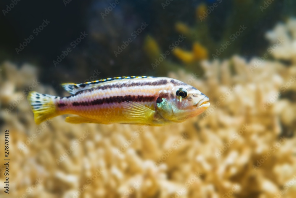 striped lake Malawi mbuna fish Melanochromis auratus, golden cichlid ...