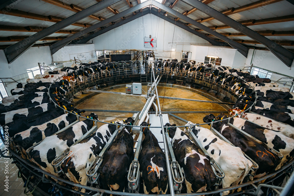 Robotic automatic industrial milking rotary system in modern diary farm ...