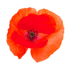 Red Poppy Center Free Stock Photo - Public Domain Pictures