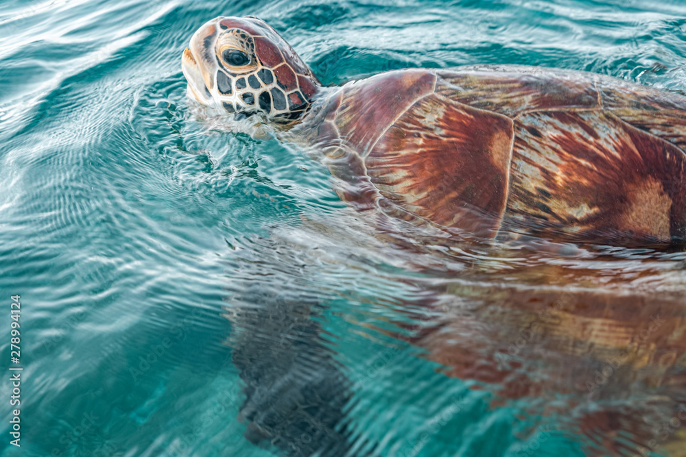 Green sea turtle ascends to the surface to breathe. Sea turtles can ...