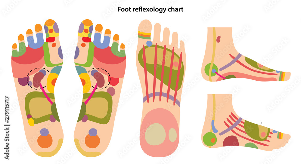 Image vectorielle Stock Reflex zones on the feet. Zones on the soles ...