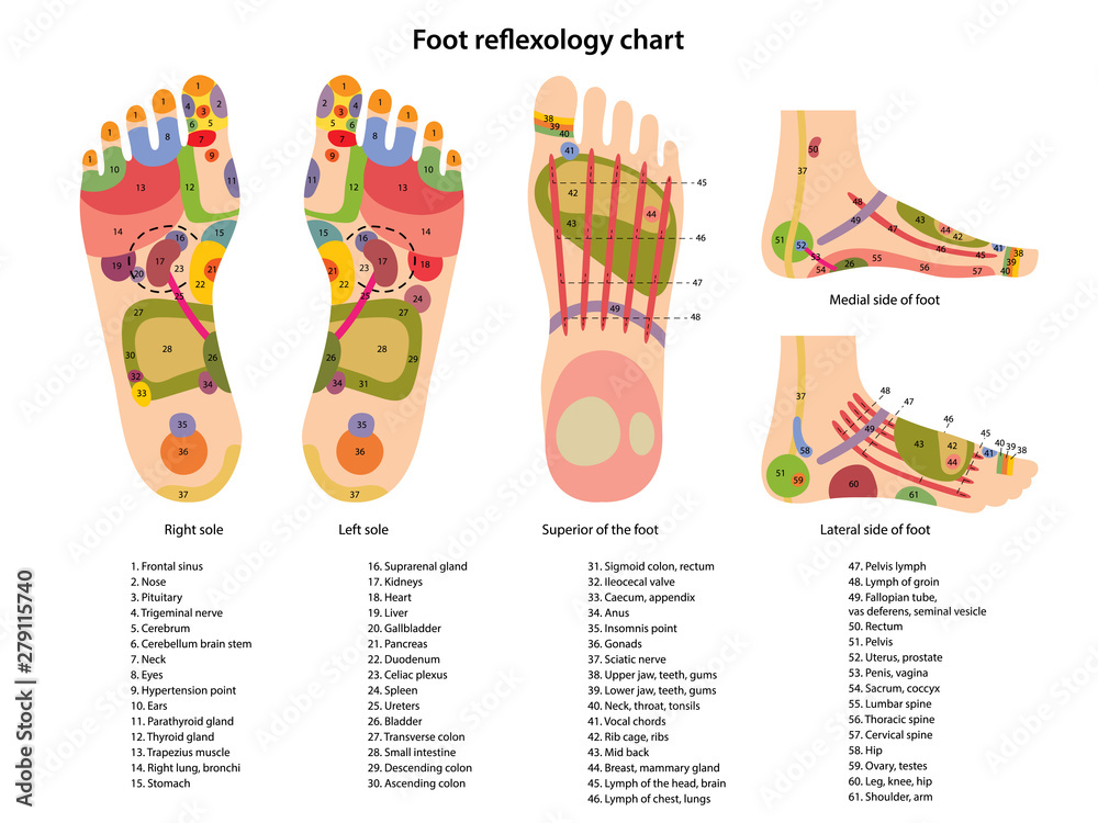 Reflex zones on the feet with description of internal and body parts ...