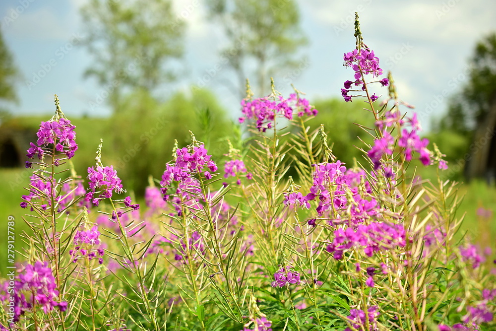 Purple color of fireweed. Blooming sally (lat. Epilobium) is a genus of ...