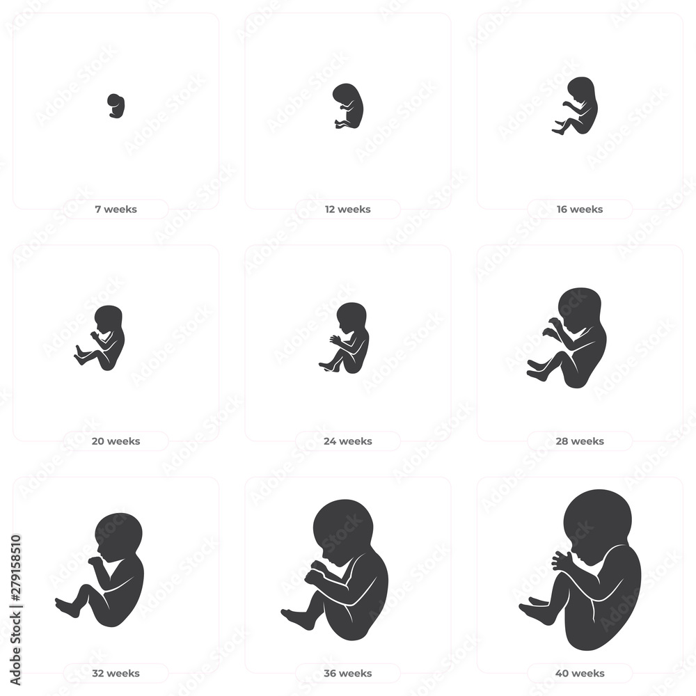 Vector black silhouette fetal development in 40 weeks. Isolated on ...