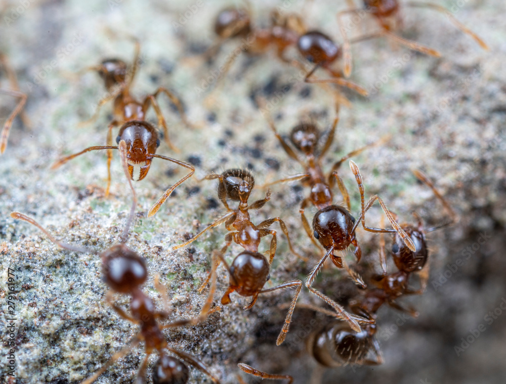 Pheidole megacephala, the invasive coastal brown ant (or, big-headed ...