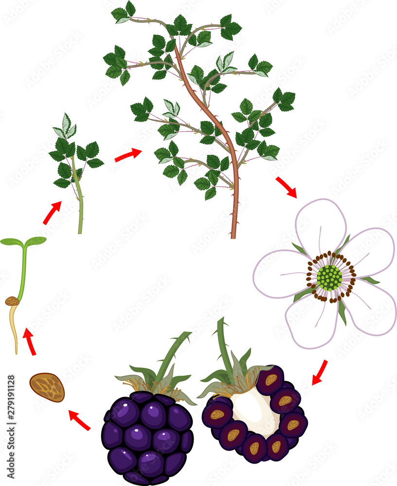 Life cycle of blackberry plant isolated on white background. Growth ...