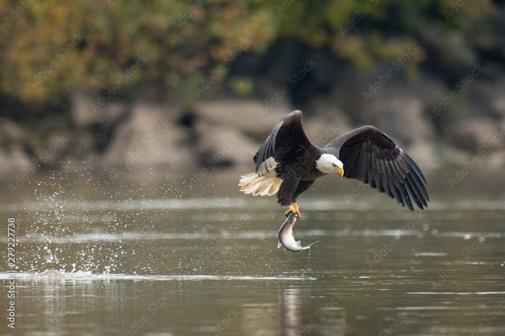 An adult Bald Eagle flies with a large fish in its talons and a big ...