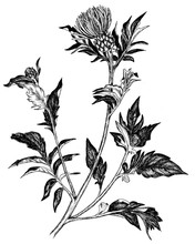 Thistle Vintage Floral Postcard Free Stock Photo - Public Domain Pictures