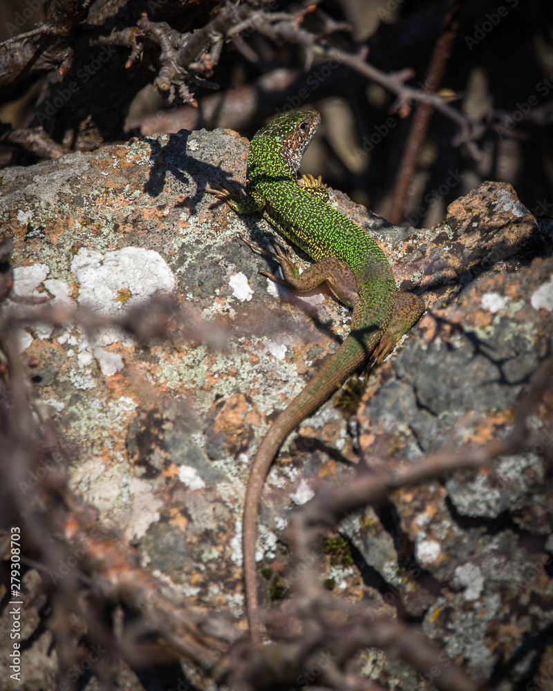 The European green lizard is a large lizard distributed across European ...