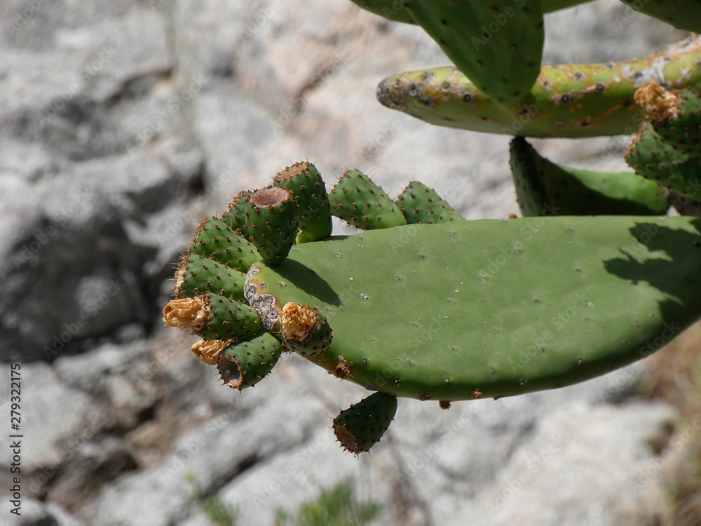 Foto de Stock Chumbera con sus flores e higos chumbos verdes todavía ...