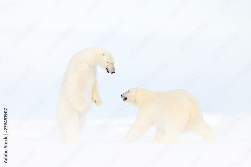 Polar bear dancing fight on the ice. Two bears love on drifting ice ...