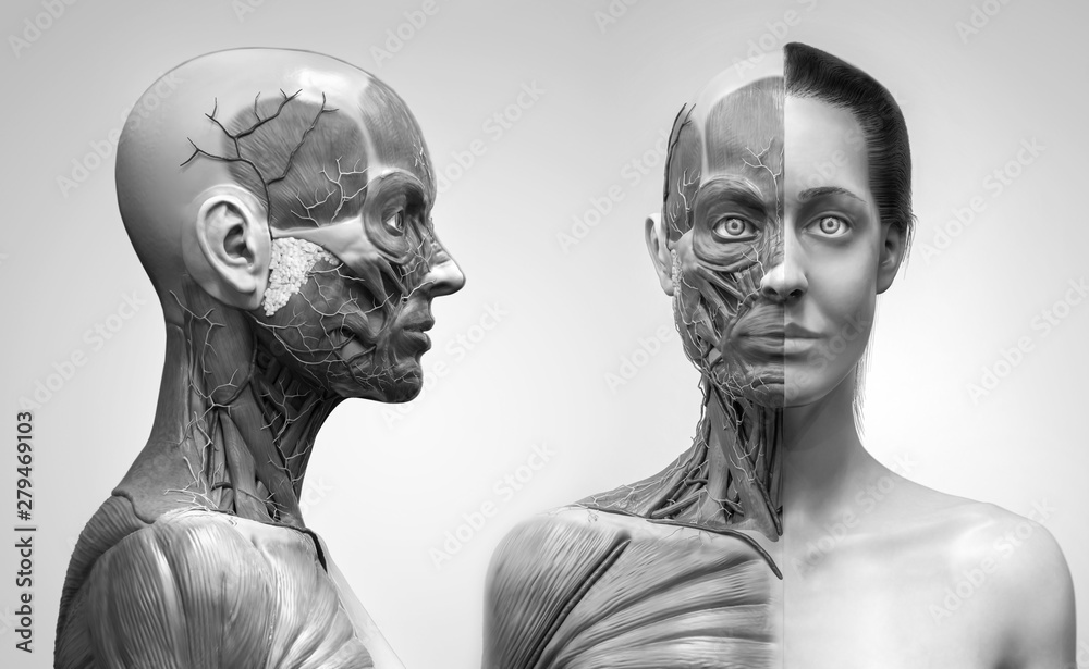 Стокова ілюстрація Human body anatomy muscles structure of a female ...