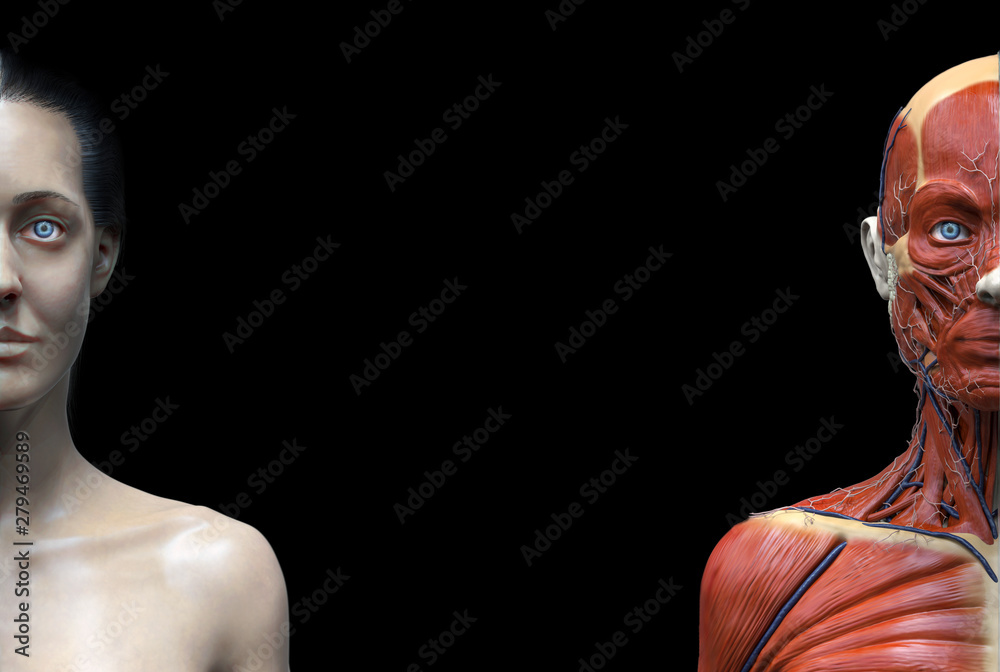 Human body anatomy muscles structure of a woman, front view, 3d render ...