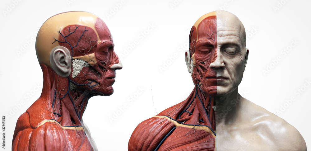 Human body anatomy muscles structure of a male, front view and side ...