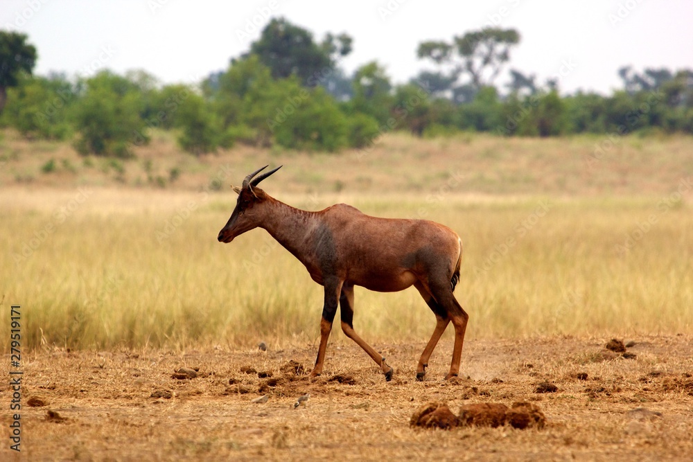 Tsessebe Antelope Speed