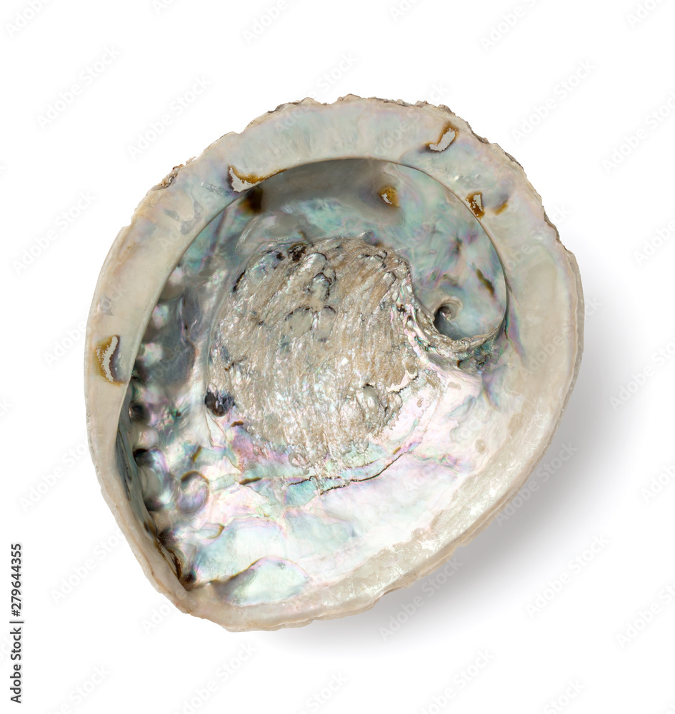 large colorful Abalone shell used for spiritual Indian incenses for the ...