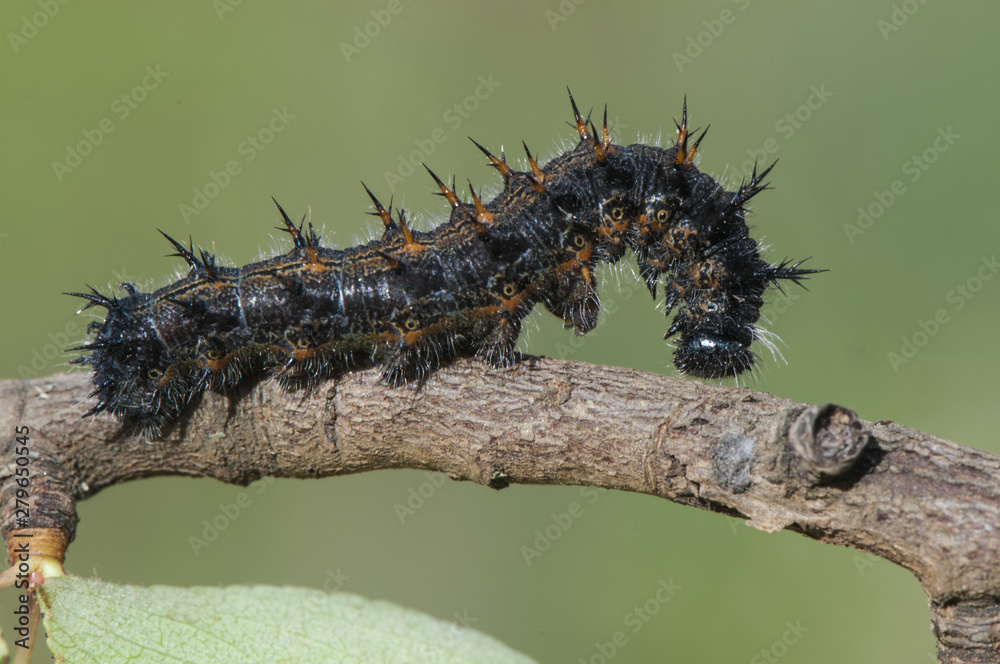 Nymphalis polychloros The large tortoiseshell caterpillars of this ...