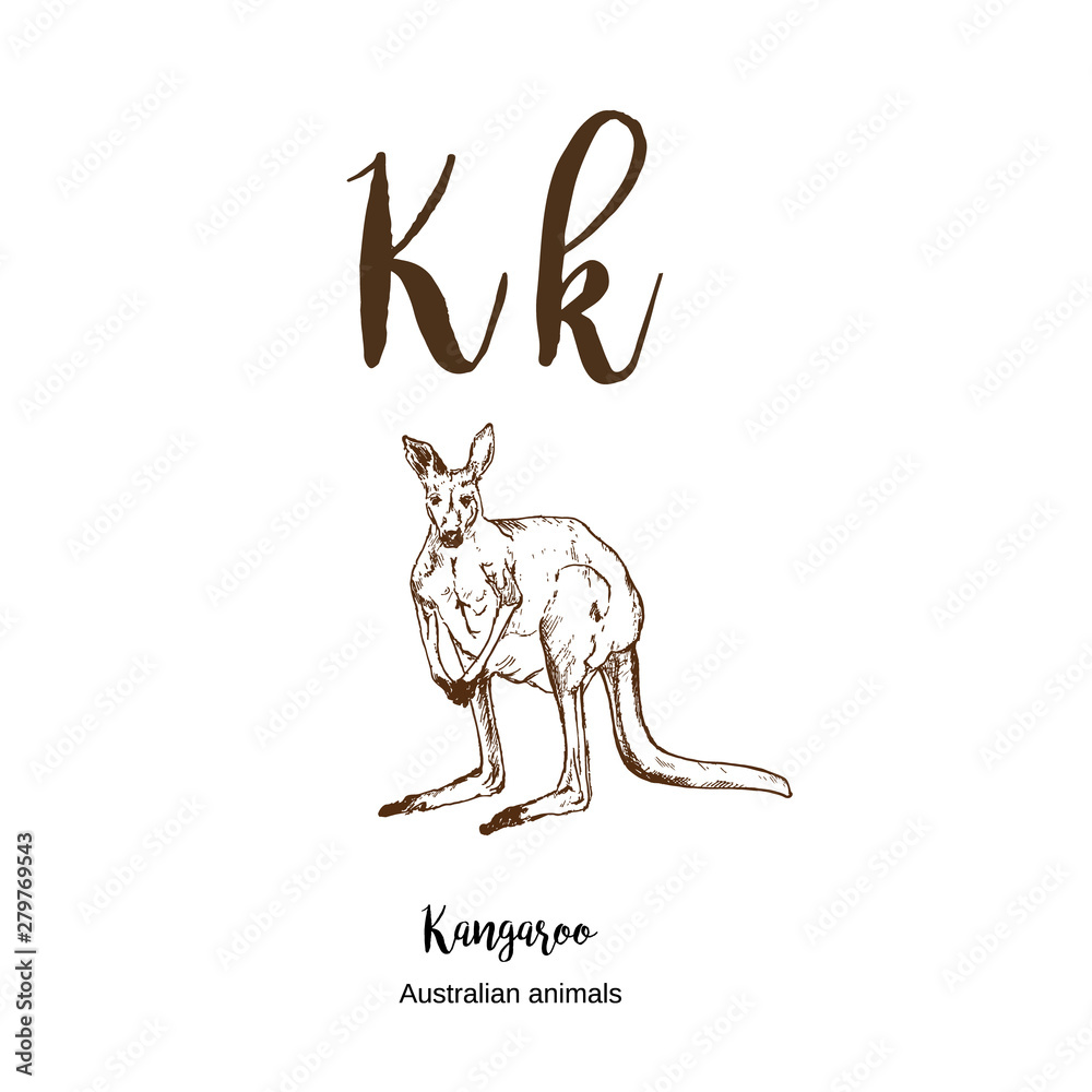 Kangaroo, A to z, alphabet sketch australian animals drawing vector ...