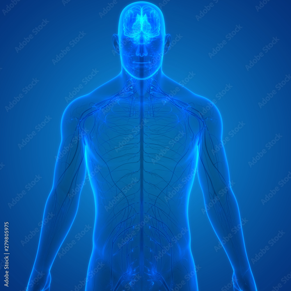 Human Central Nervous System Brain Anatomy Stock Illustration | Adobe Stock