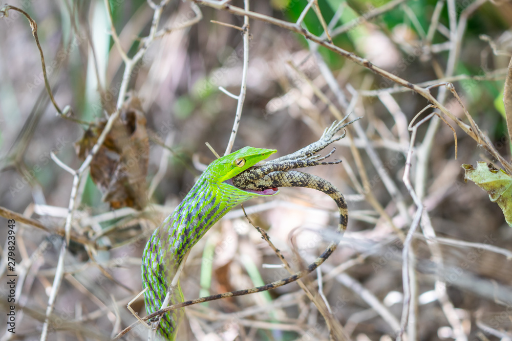 Green snake is gulp down the oriental garden lizard (Calotes Versicolor ...