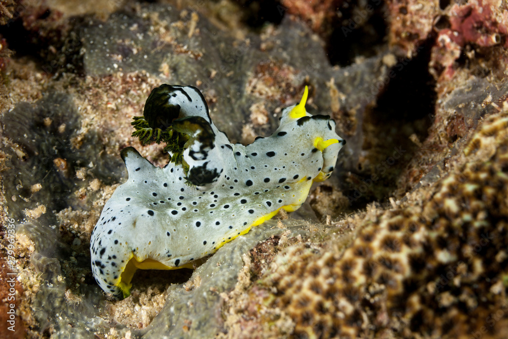 Notodoris serenae is a species of sea slug. It is a dorid nudibranch, a ...