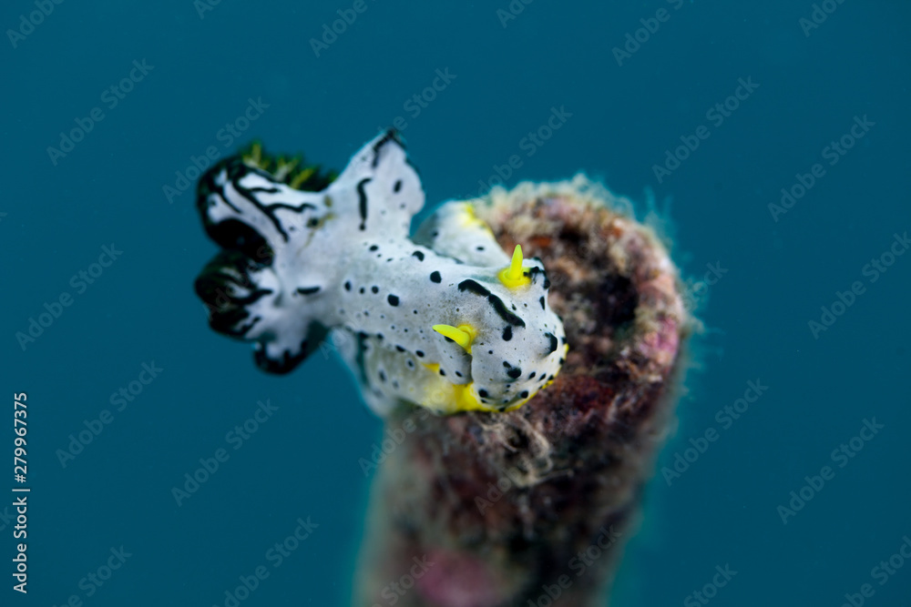 Notodoris serenae is a species of sea slug. It is a dorid nudibranch, a ...
