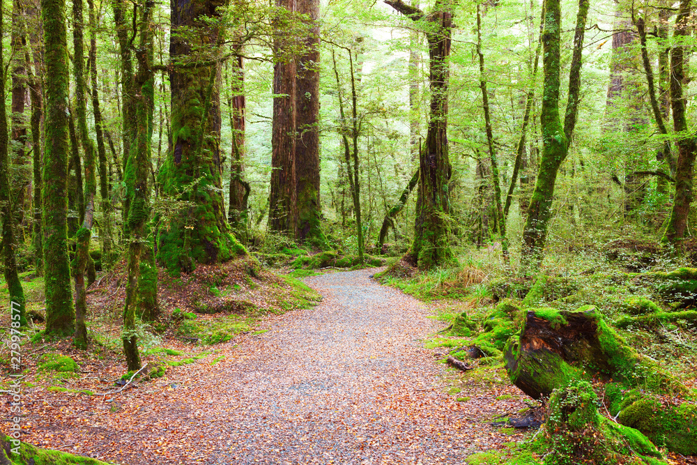 Pathway through rainforest , Fiordland National Park, South Island, New ...
