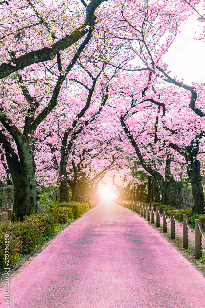 Lighting at the destination Walking path under the beautiful sakura ...