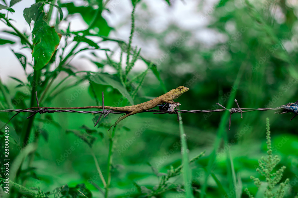 Garden Lizard. Oriental Garden Lizards are agamid lizard found widely ...