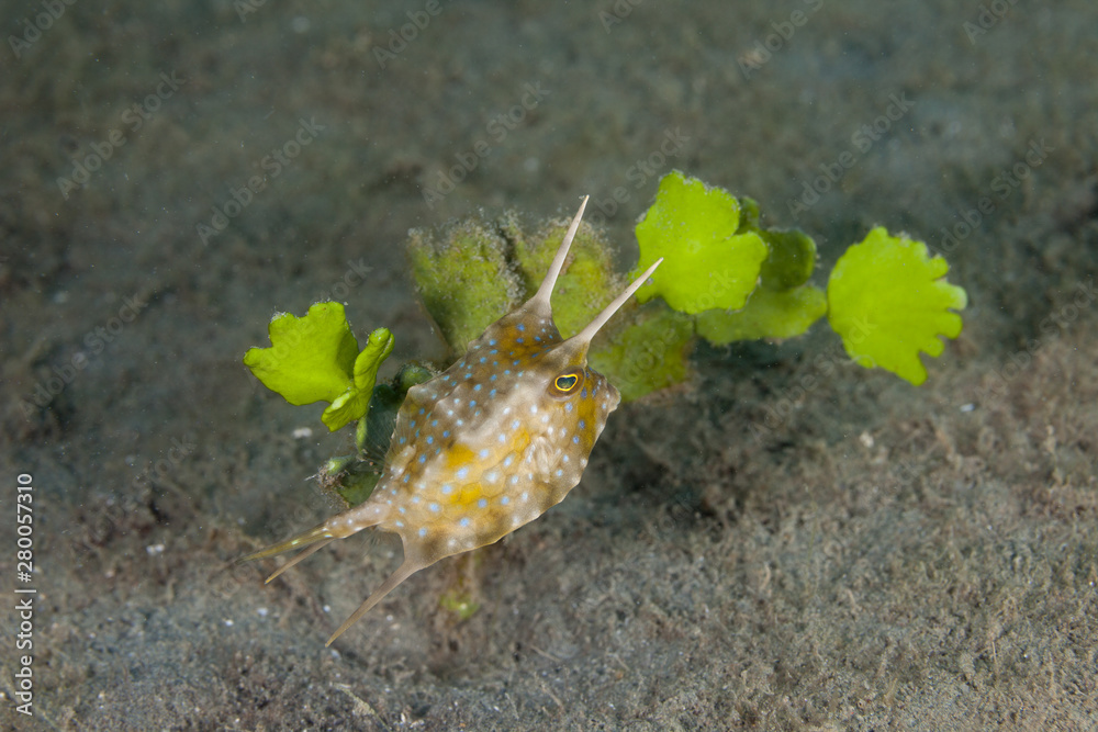 Longhorn cowfish, Lactoria cornuta, also called the horned boxfish ...