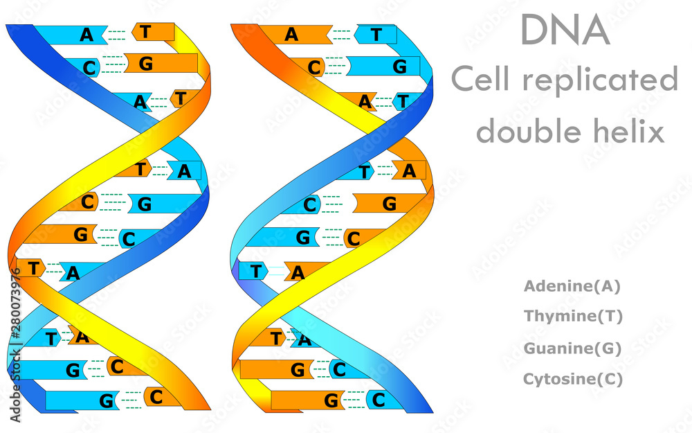 DNA cell replicated double helix structure. DNA Replication, the Double ...