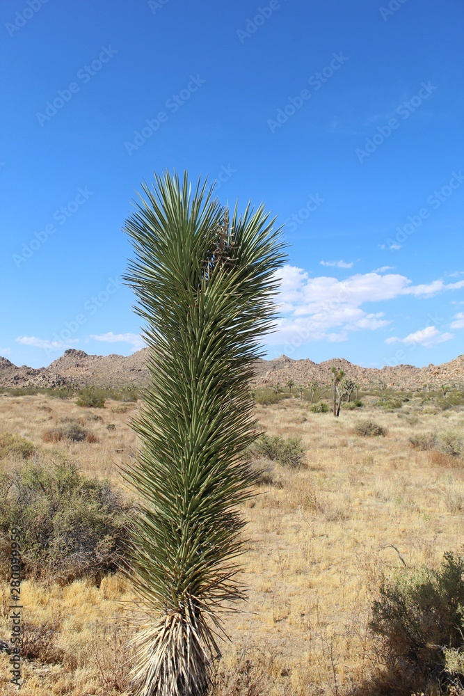 Juvenile plant commonly known as Joshua Tree, botanically as Yucca ...