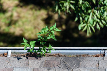 Trees Growing In The Gutter Free Stock Photo - Public Domain Pictures