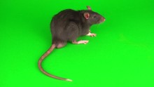 Year Of The Rat Free Stock Photo - Public Domain Pictures