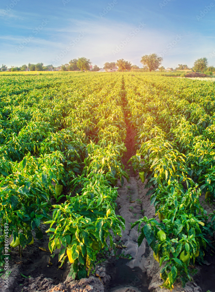 plantations of pepper grow in the field. vegetable rows. farming ...