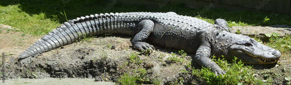 An alligator is a crocodilian in the genus Alligator of the family ...