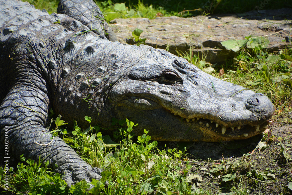 An alligator is a crocodilian in the genus Alligator of the family ...